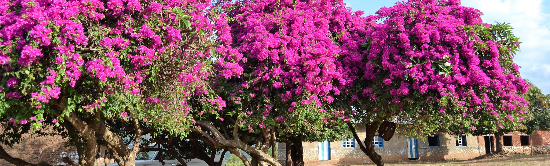 Société des Missionnaires d'Afrique - Nouvelles